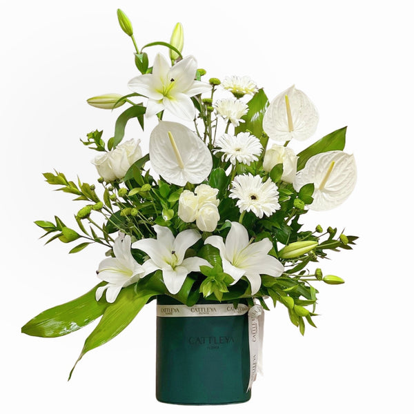 Ivory Symphony – Cattleya Flowers
